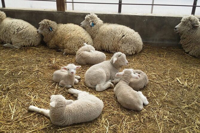 Full-Day Yangpyeong Star Gazing Tour - Stop 2: Mulmalguem Market