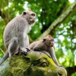 Fullday Bali Ubud Tour - Private All Inclusive - What It Means for You