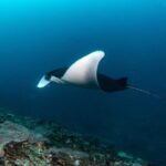 Fun Dive Nusa Penida Bali - For Certified Divers - The Value Proposition