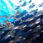 Fun Dives For Certified Divers - Why This Tour Stands Out