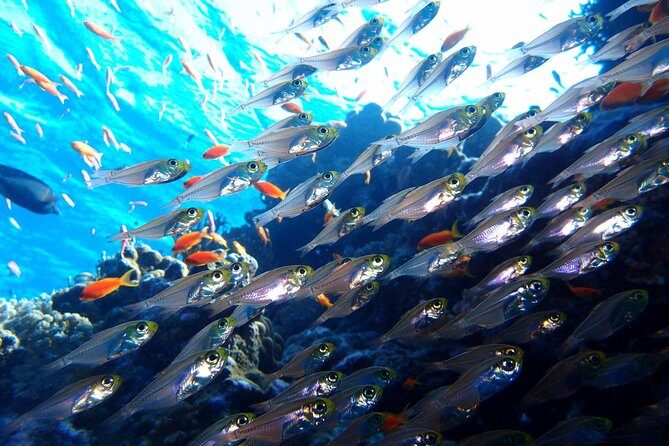 Fun Dives For Certified Divers - Why This Tour Stands Out