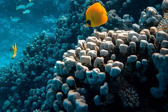 Fun Diving for Certified Divers at Phu Quoc Islands - Why This Tour Stands Out