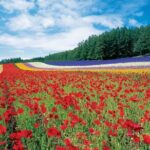 Furano & Biei 4 hour Tour: English Speaking Driver only, No Guide - Practical Considerations and Tips