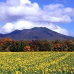 Furano & Biei Customised Private Day Tour (Up to 8 Pax/11 Hours) - What Does the Tour Cost and Is It Worth It?
