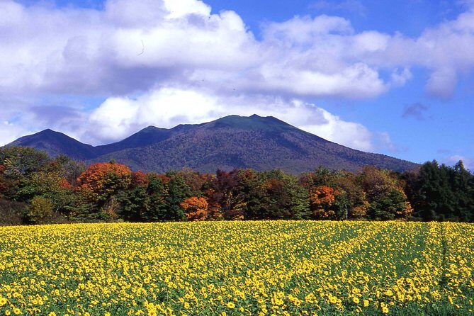 Furano & Biei Customised Private Day Tour (Up to 8 Pax/11 Hours) - What Does the Tour Cost and Is It Worth It?