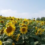 Furano Biei Tour Sapporo DEP: English Speaking Driver, No Guide - Who Will Love This Tour?