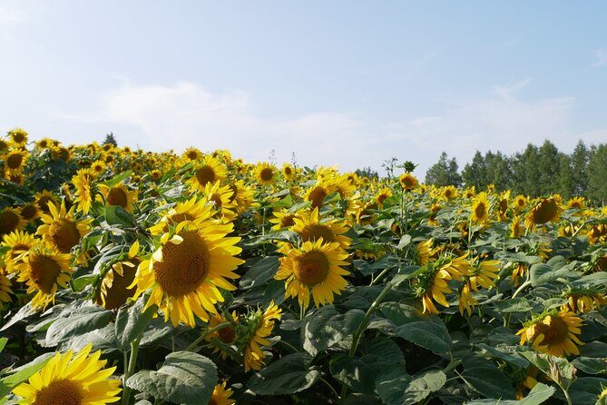 Furano Biei Tour Sapporo DEP: English Speaking Driver, No Guide - Who Will Love This Tour?