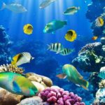 Galle & Bentota Day Tour with River safari From Colombo & Negombo - Who Will Appreciate This Tour?