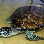 Galle Day Tour: Boat Safari, Stick Fishing & Turtles from Bentota - An In-Depth Look at the Galle Day Tour Experience