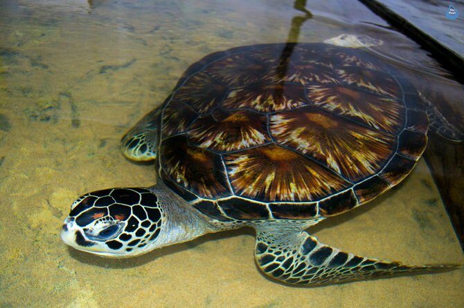 Galle Day Tour: Boat Safari, Stick Fishing & Turtles from Bentota - An In-Depth Look at the Galle Day Tour Experience