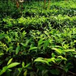 Galle Fort And Tea Factory Visit - Transportation and Overall Experience