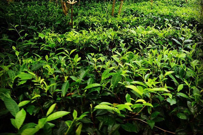 Galle Fort And Tea Factory Visit - Transportation and Overall Experience