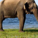 Galle/Mirissa/Hikkaduwa: Transfer to Ella & Udawalawa Safari - Why This Tour Stands Out