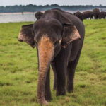 Galle/Mirissa/Hiriketiya: Drop to Ella & Udawalawa Safari - An Honest Look at the Experience