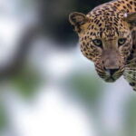 Galle/Mirissa: Yala & Udawalawe Safari Day Trip with Picnic - Price and Value