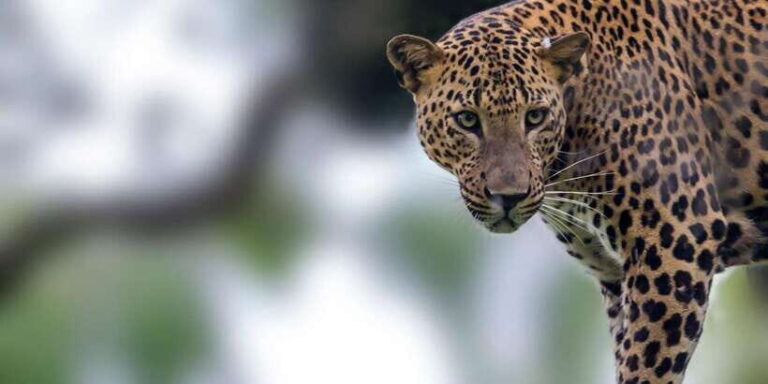 Galle/Mirissa: Yala & Udawalawe Safari Day Trip with Picnic - Price and Value