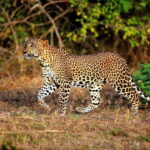 Galle or Mirissa: Private Yala Safari with Lunch at Campsite - The Safari: A Close Look at Yala’s Wildlife