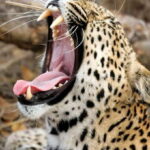 Galle/Unawatuna/Weligama/Mirissa: Yala National Park Safari - Who Should Consider This Tour?