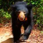 Game Drive Wilpattu National Park : Private Tour - Who Will Love This Tour?