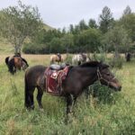 Genghis Khaan Equestrian statue & Aryapala meditation center ( A half day tour) - Practical Details and Value