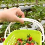 Genting Highlands En-route Batu Caves & Strawberry Farm Day Tour with Authentic Indian Lunch Private & Guided - The Overall Experience and Value