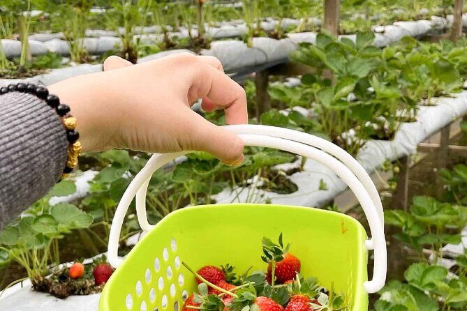 Genting Highlands En-route Batu Caves & Strawberry Farm Day Tour with Authentic Indian Lunch Private & Guided - The Overall Experience and Value