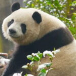 Giant Pandas and Leisurely Chengdu Private Day tour - Embracing Chengdu’s Laid-Back Tea Culture
