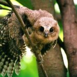 Glamping & Safari - Wilpattu National Park 1 night 2 days - Who Is This Tour For?