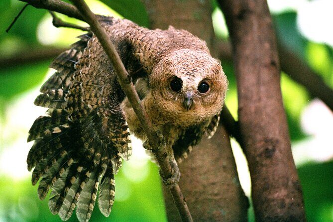 Glamping & Safari - Wilpattu National Park 1 night 2 days - Who Is This Tour For?