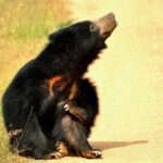 Glamping & Safari - Wilpattu National Park - Final Thoughts: Is This Safari Worth It?