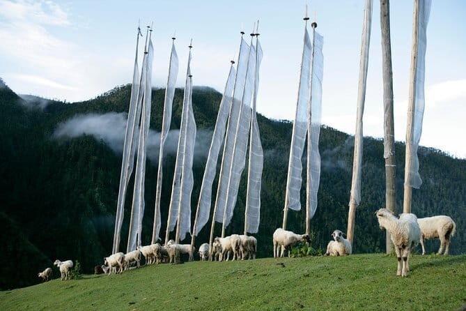 Glimpses of Bhutan - 4 Days Tour - Authentic Experiences and Traveler Feedback