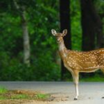 Goa to Anshi National Park, Extension to Wildlife Safari Tour - Overview of the Experience