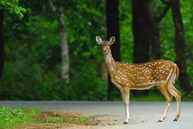 Goa to Anshi National Park, Extension to Wildlife Safari Tour - Overview of the Experience
