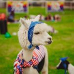 Goat and Alpaca Sound Bath - Gilbert Arizona - Price and Value