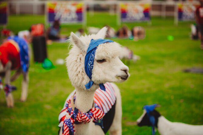 Goat and Alpaca Sound Bath - Gilbert Arizona - Price and Value