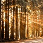 Golden traingle with safari in ranthambore 5 night 6 days - What Reviewers Love Most