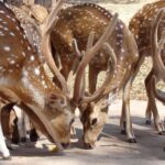 Golden Triangle Tour with Ranthambore - Who Is This Tour Best For?