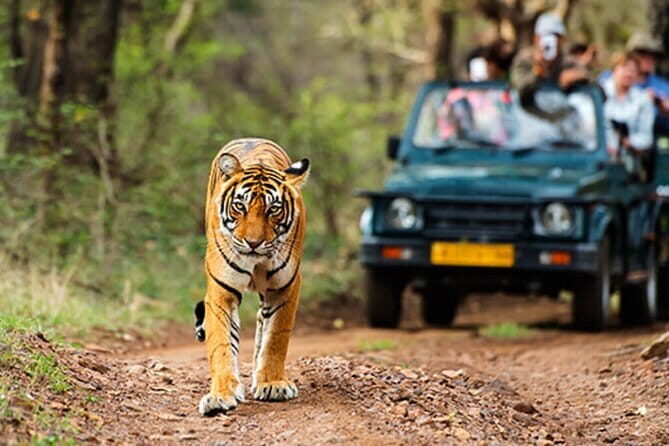 Golden Triangle Tour with Ranthambore (3 Star Hotel) - Valuing the Experience