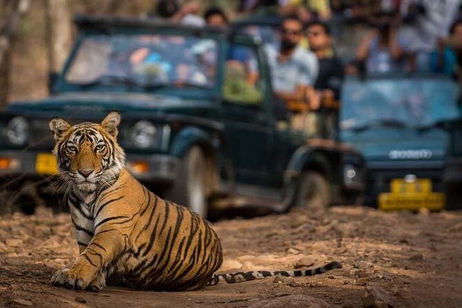 Golden Triangle Tour with Ranthambore (5 Star Hotel) - Final Thoughts on the Golden Triangle with Ranthambore