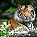 Golden Triangle Tour with Ranthambore by AC Car From Delhi - Detailed Itinerary Breakdown