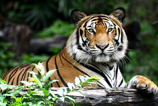 Golden Triangle Tour with Ranthambore by AC Car From Delhi - Detailed Itinerary Breakdown