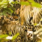 Golden Triangle Tour with Ranthambore from Delhi - Practical Considerations