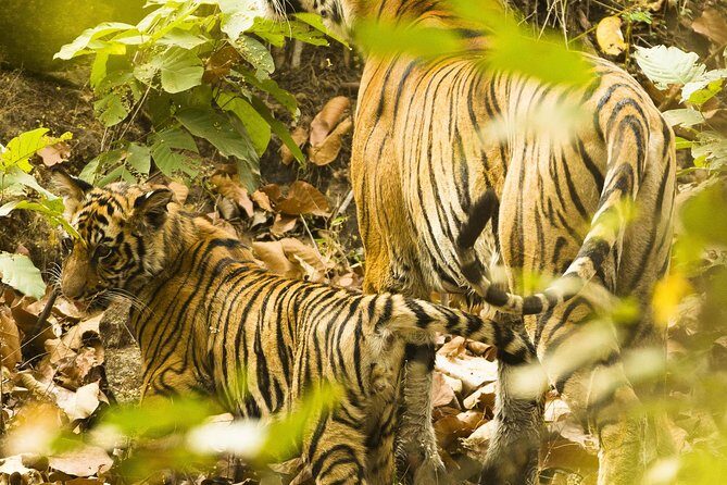 Golden Triangle Tour with Ranthambore from Delhi - Practical Considerations