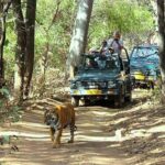Golden Triangle Tour With Ranthambore Tiger Safari - Why Choose This Tour?