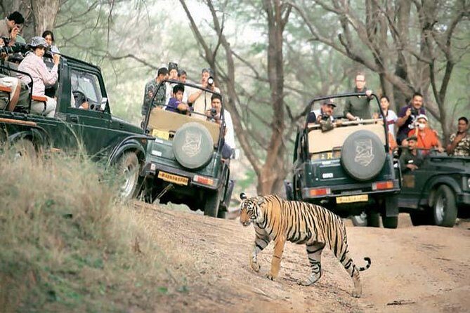 Golden Triangle Tour With Safari ( Ranthambore )8 Days Tour. - Who Will Love This Tour?