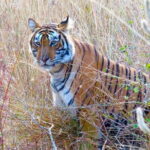 Golden Triangle with Ranthambore & Jhalana Leopard Safari Tour - What Makes This Tour Stand Out