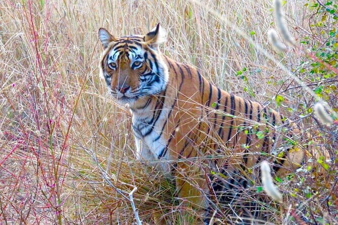 Golden Triangle with Ranthambore & Jhalana Leopard Safari Tour - What Makes This Tour Stand Out