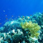 Gorgeous Contoy Adventure! Round Transportation from Cancun & Riviera Maya - What’s Included and What’s Not