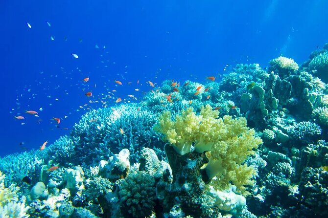 Gorgeous Contoy Adventure! Round Transportation from Cancun & Riviera Maya - What’s Included and What’s Not