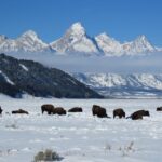 Grand Teton National Park: Wildlife Tour and Sleigh Ride - Weighing the Value — Is It Worth the Price?